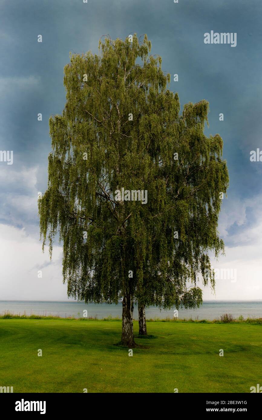 Silver birch tree golden hi-res stock photography and images - Alamy
