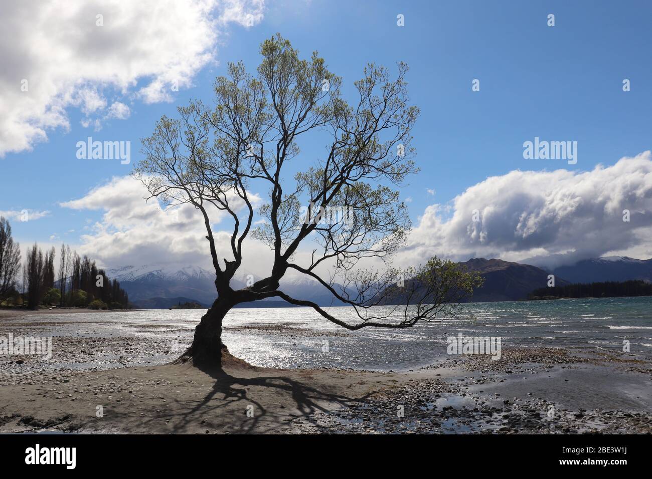 New Zealand's most famous tree Stock Photo - Alamy