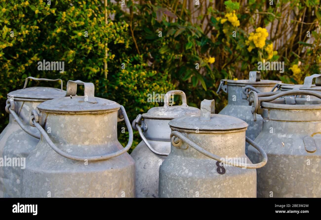 A group of ancient, metal milk cans on a table, vintage Stock Photo - Alamy