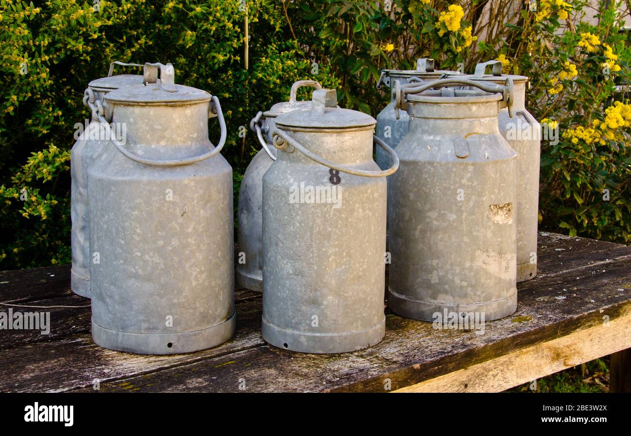 A group of ancient, metal milk cans on a table, vintage Stock Photo - Alamy
