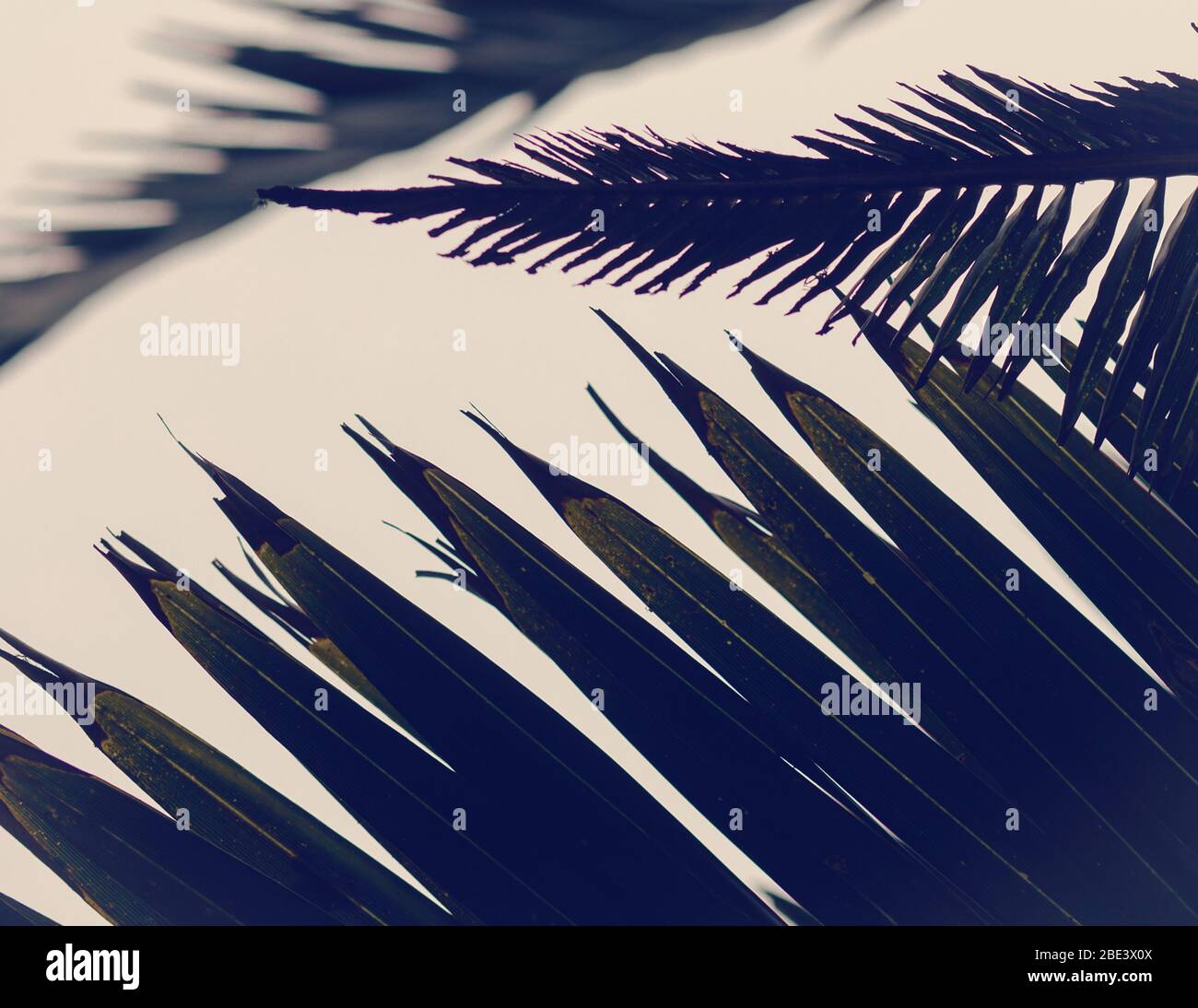 Palm patterns hi-res stock photography and images - Alamy
