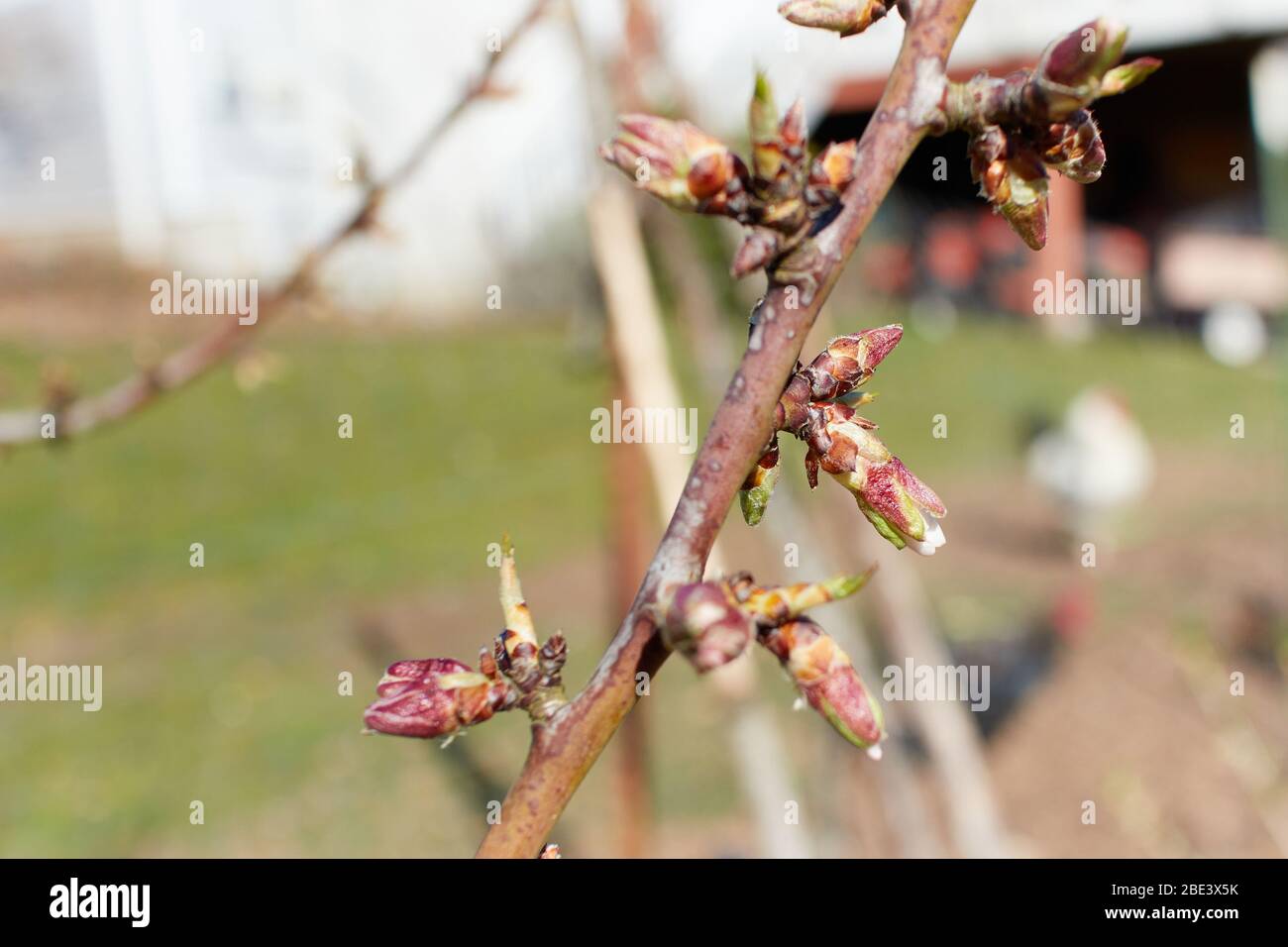 almond flower buds about to open Stock Photo - Alamy
