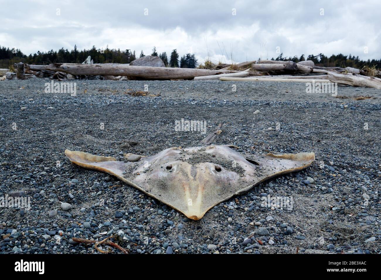 Dead, rotting skate (Amblyraja hyperborea) fish on gravel beach top ...
