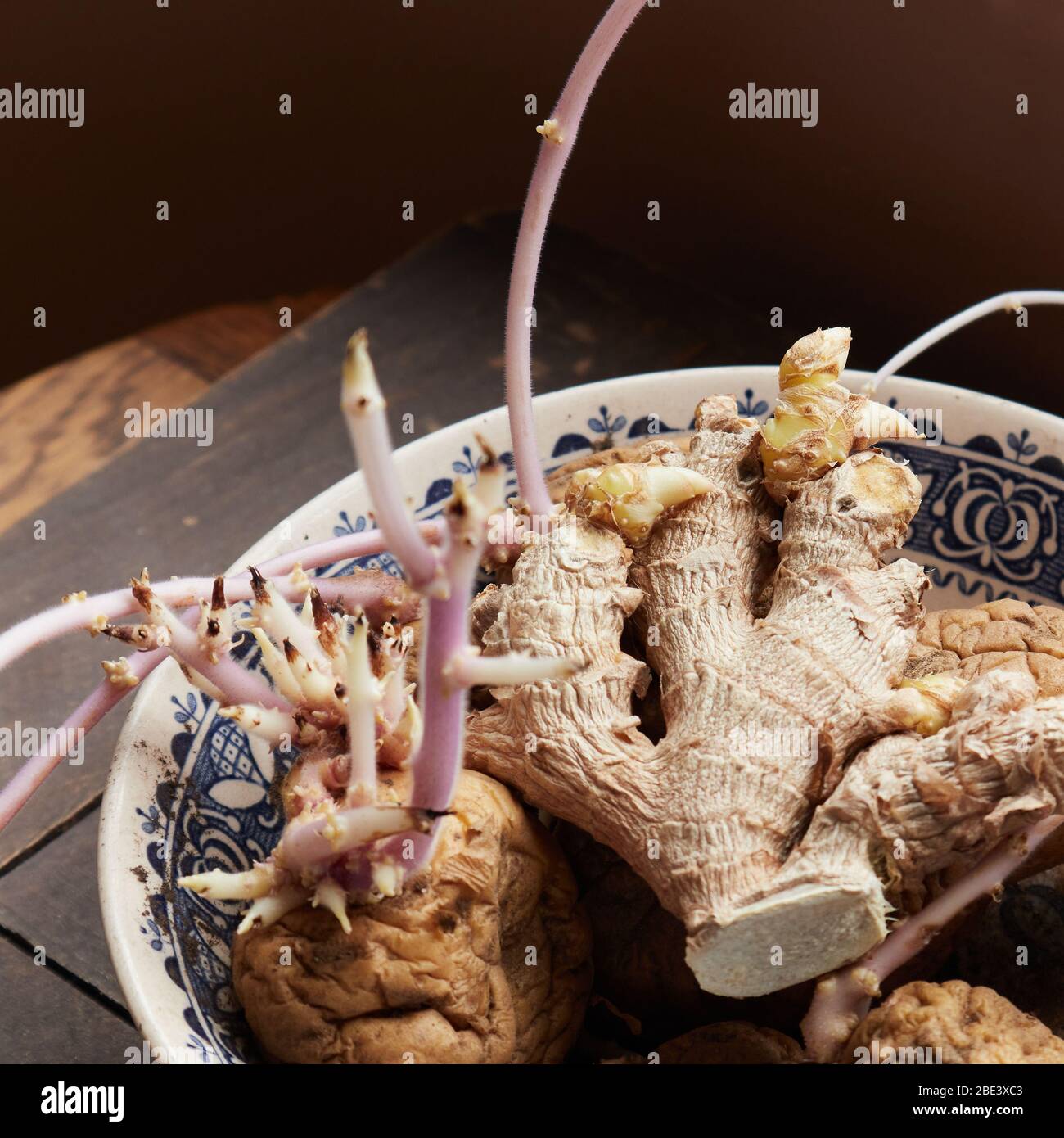 bowl of shriveled potatoes and ginger that are growing long pink shoots ...