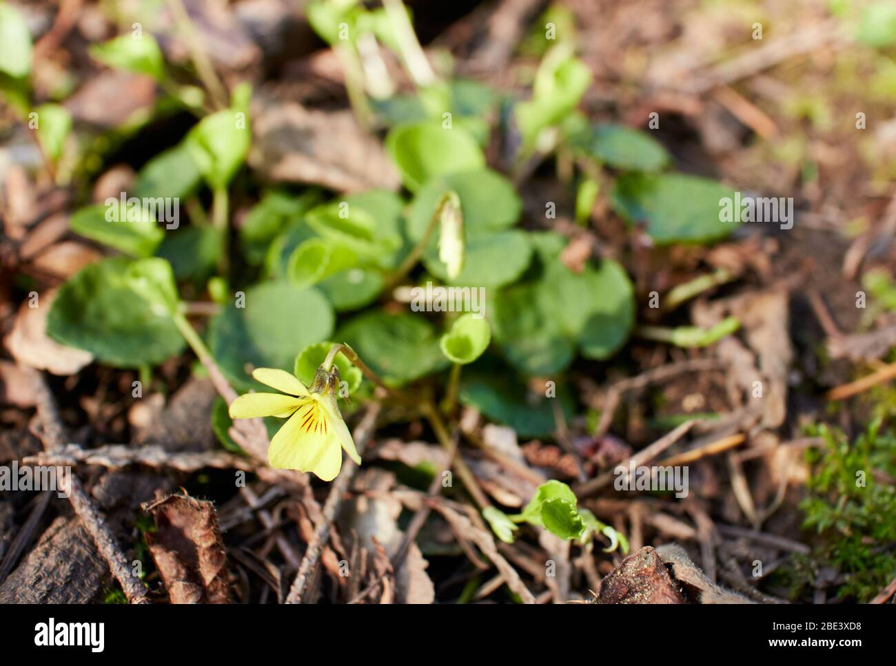close up of chickweed monkey-flower (Erythranthe alsinoides, formally ...