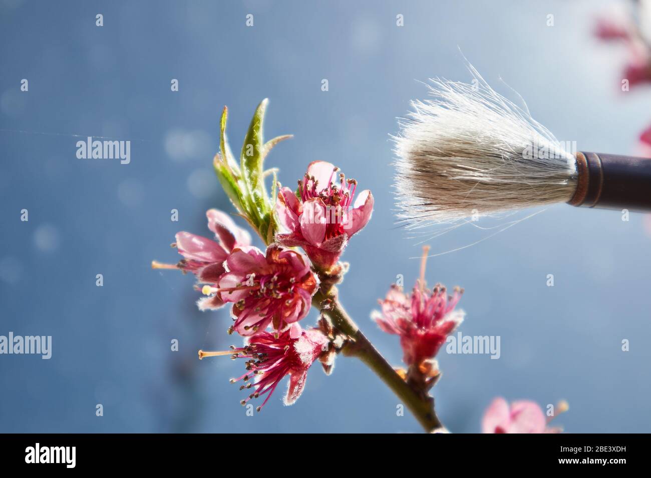 Pollinating fruit brush hi-res stock photography and images - Alamy