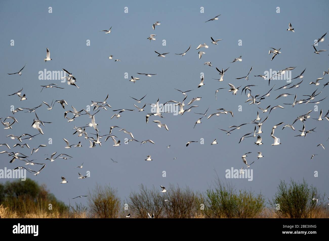 animals, bird, birds, fly, avian, water, birds in water, nature ...