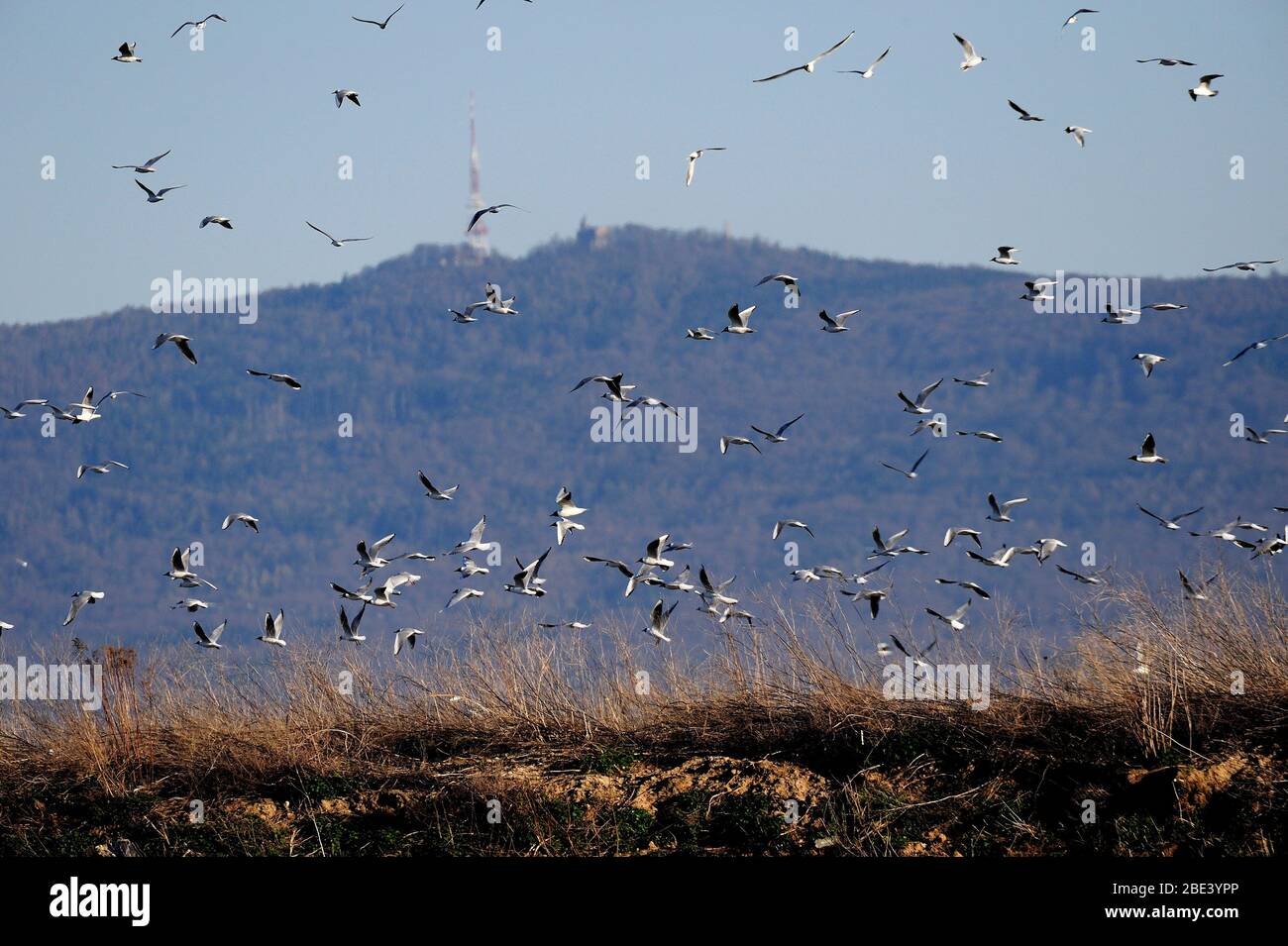sleza, dolny slask, 718 m above sea level, landscape, dolnoslaskie ...