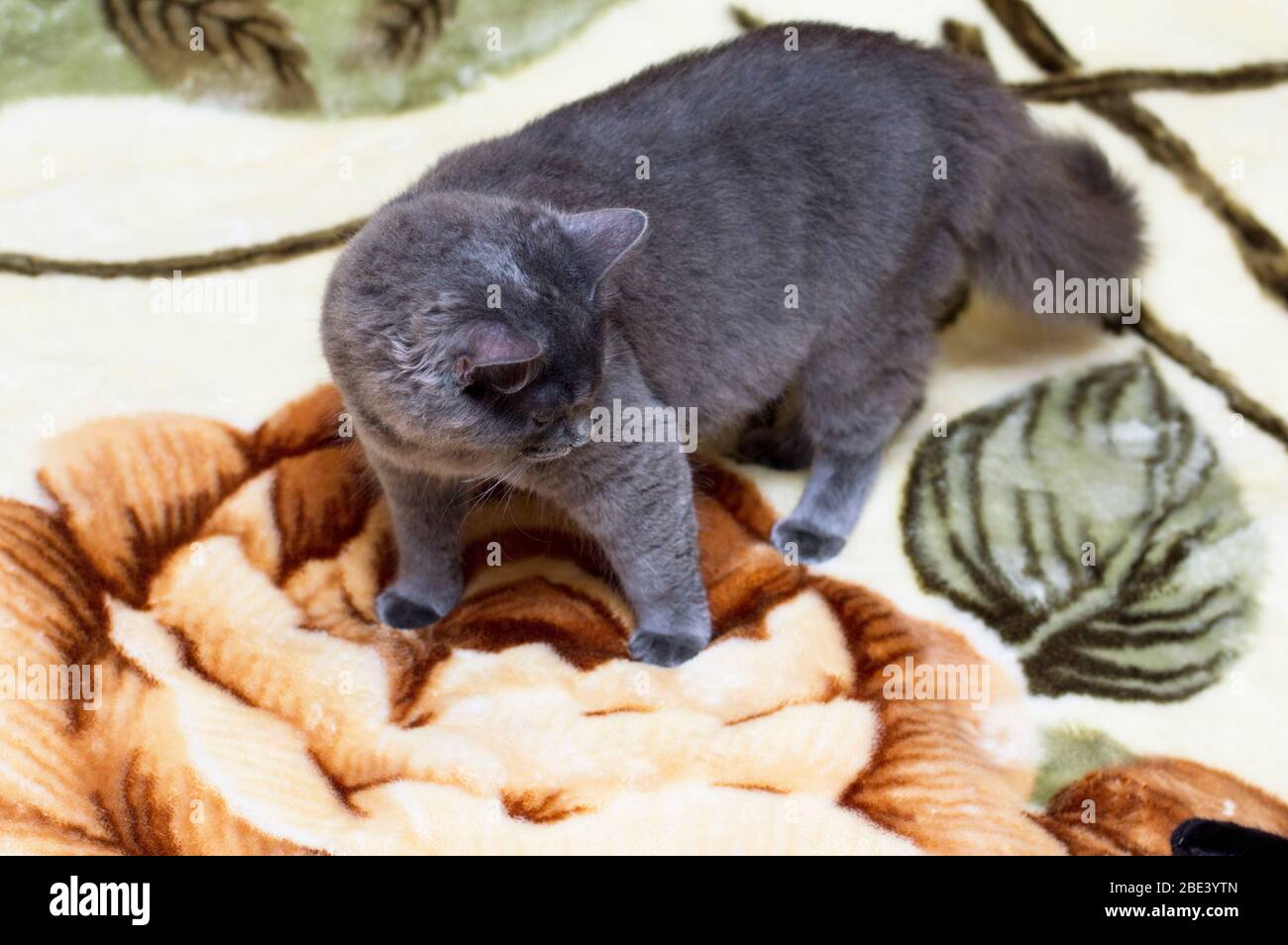 fluffy gray British cat on the rug, the theme of domestic cats Stock ...