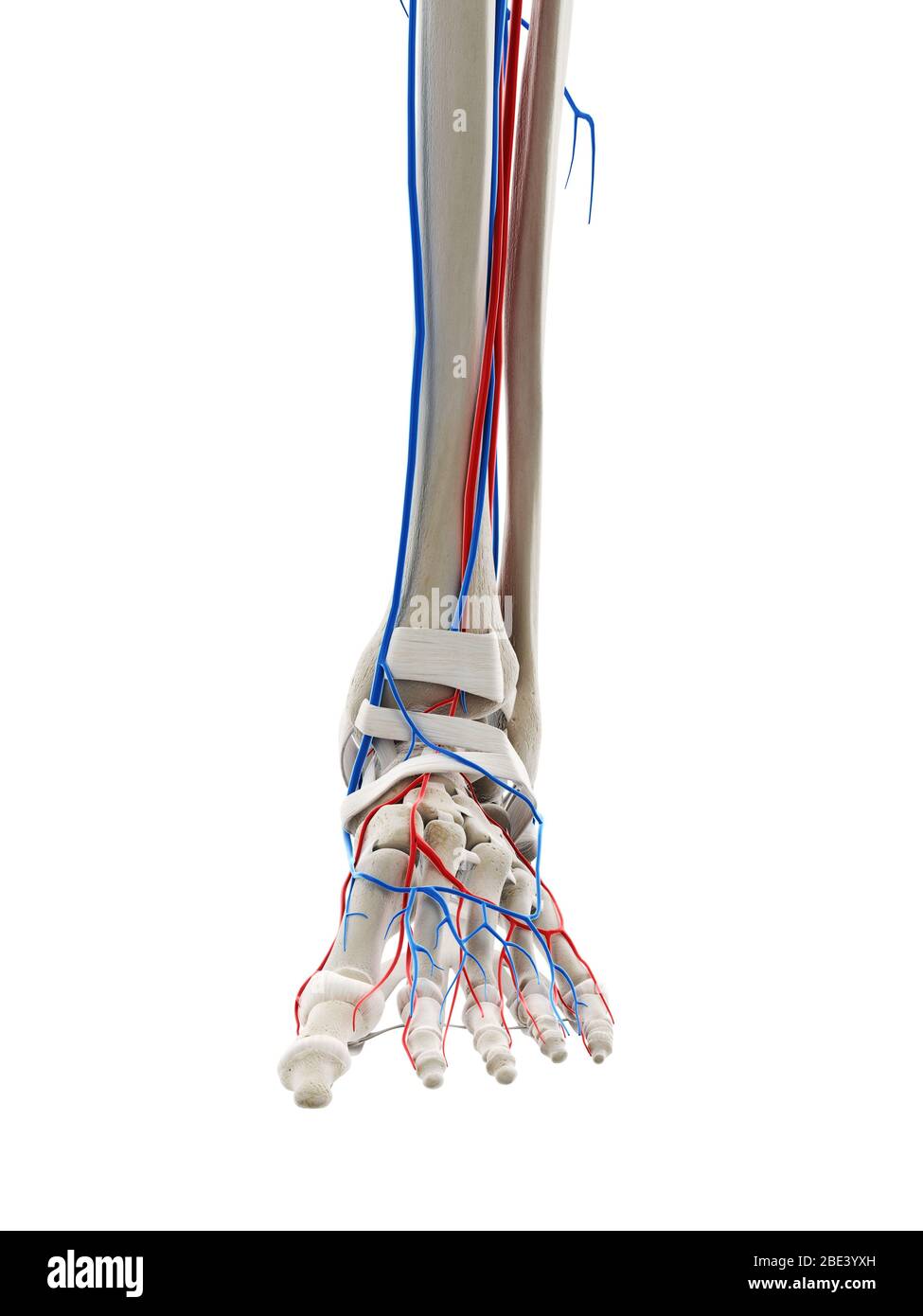 Blood vessels of the foot hi-res stock photography and images - Alamy