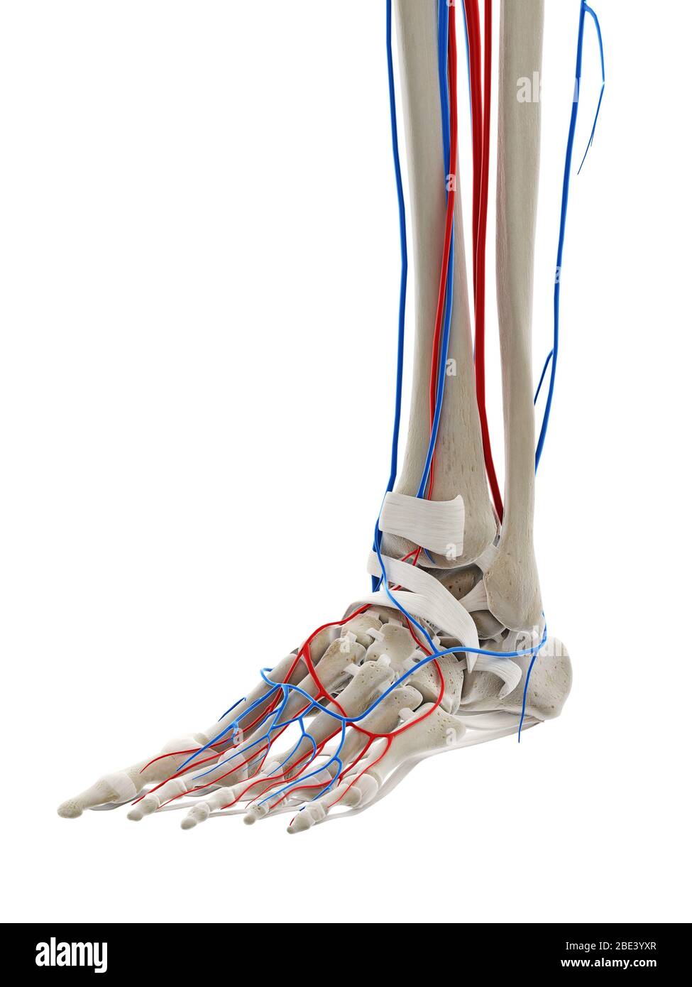 Blood vessels of the foot, illustration Stock Photo - Alamy