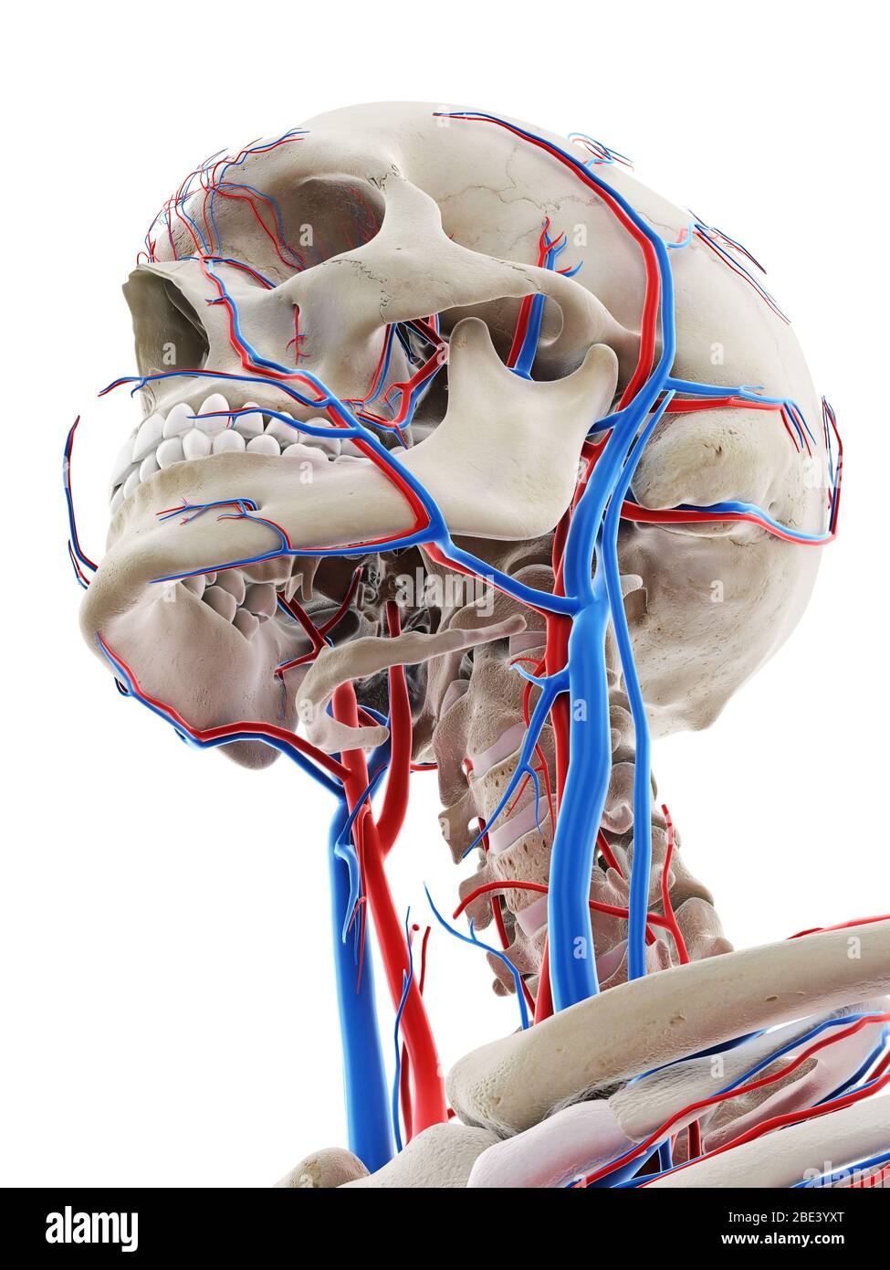 Blood vessels of the head, illustration Stock Photo - Alamy