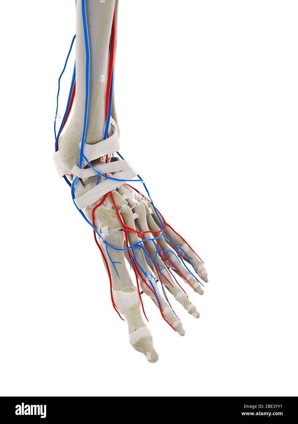 Blood vessels of the foot, illustration Stock Photo - Alamy