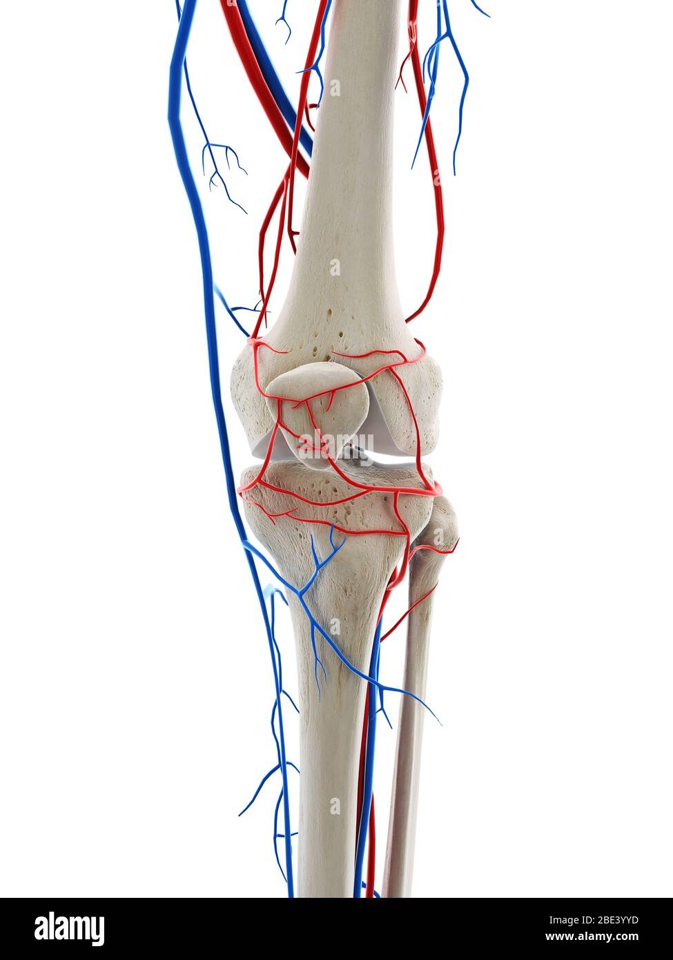 Blood vessels of the knee, illustration Stock Photo - Alamy