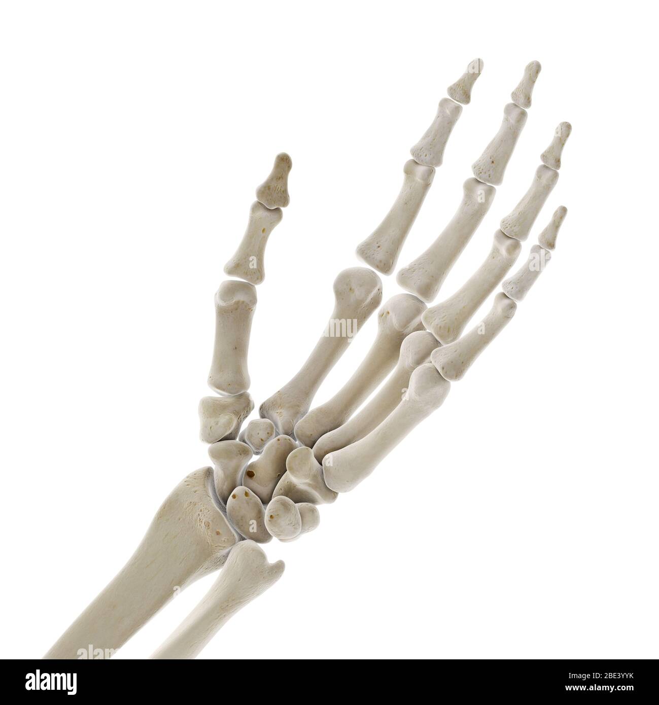 Bones of the hand, illustration Stock Photo - Alamy