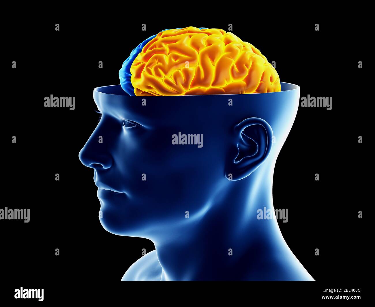 Brain hemispheres, illustration Stock Photo - Alamy