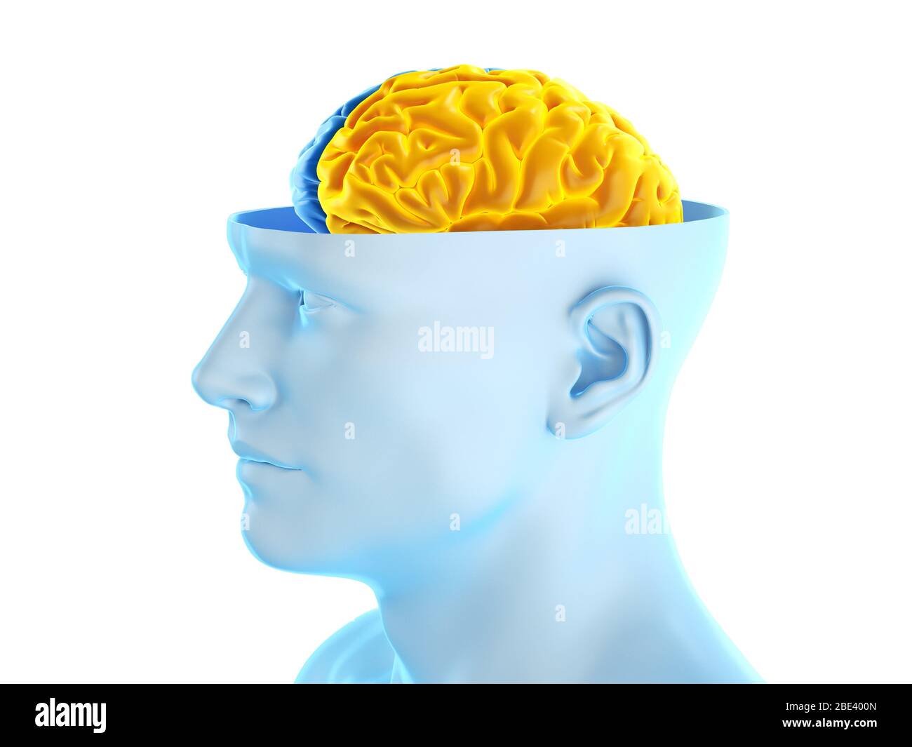 Brain hemispheres, illustration Stock Photo - Alamy