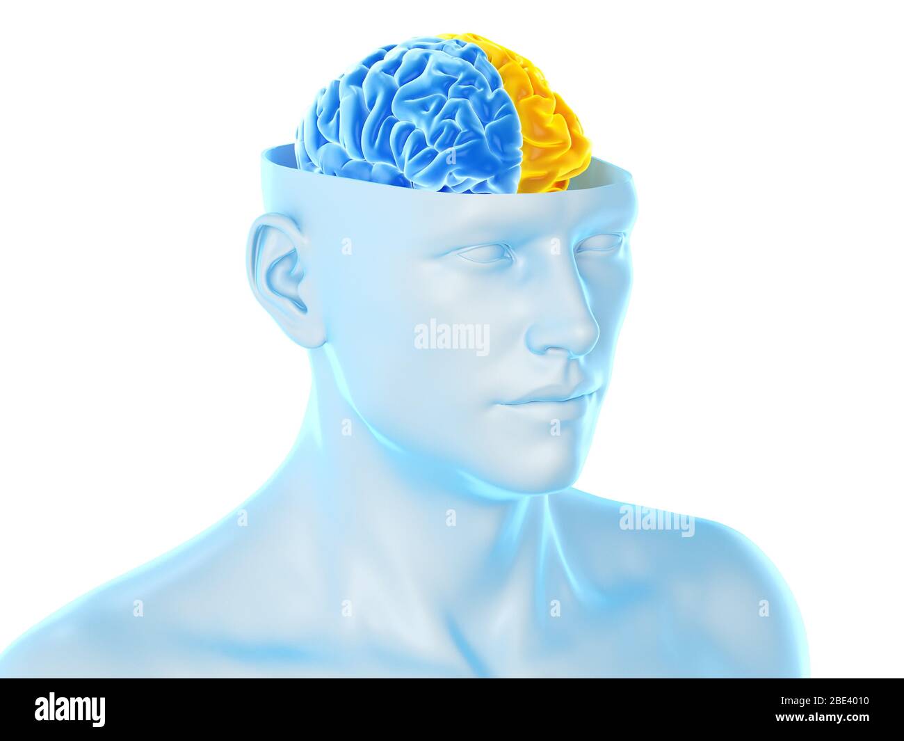 Brain hemispheres, illustration Stock Photo - Alamy