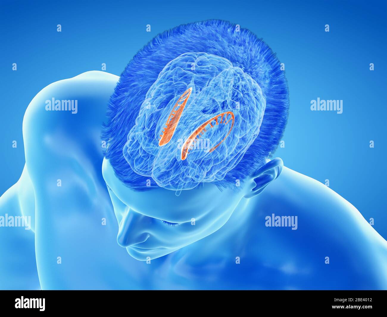 Caudate nucleus of the brain, illustration Stock Photo - Alamy