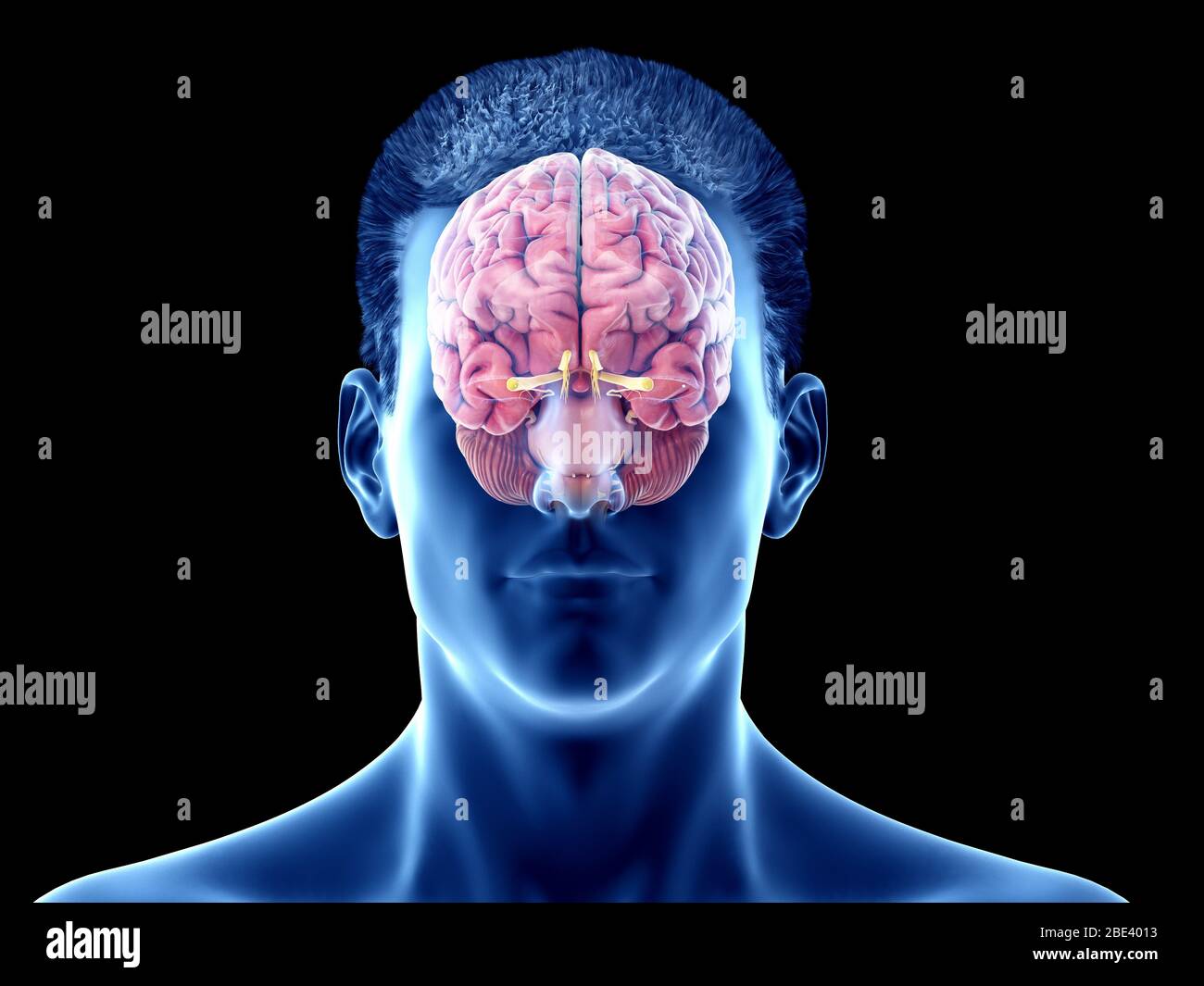 Cortex of the brain, illustration Stock Photo - Alamy