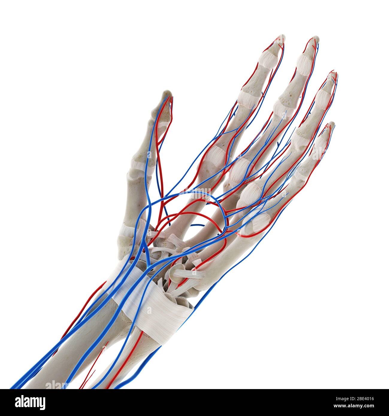 Blood vessels of the hand, illustration Stock Photo - Alamy