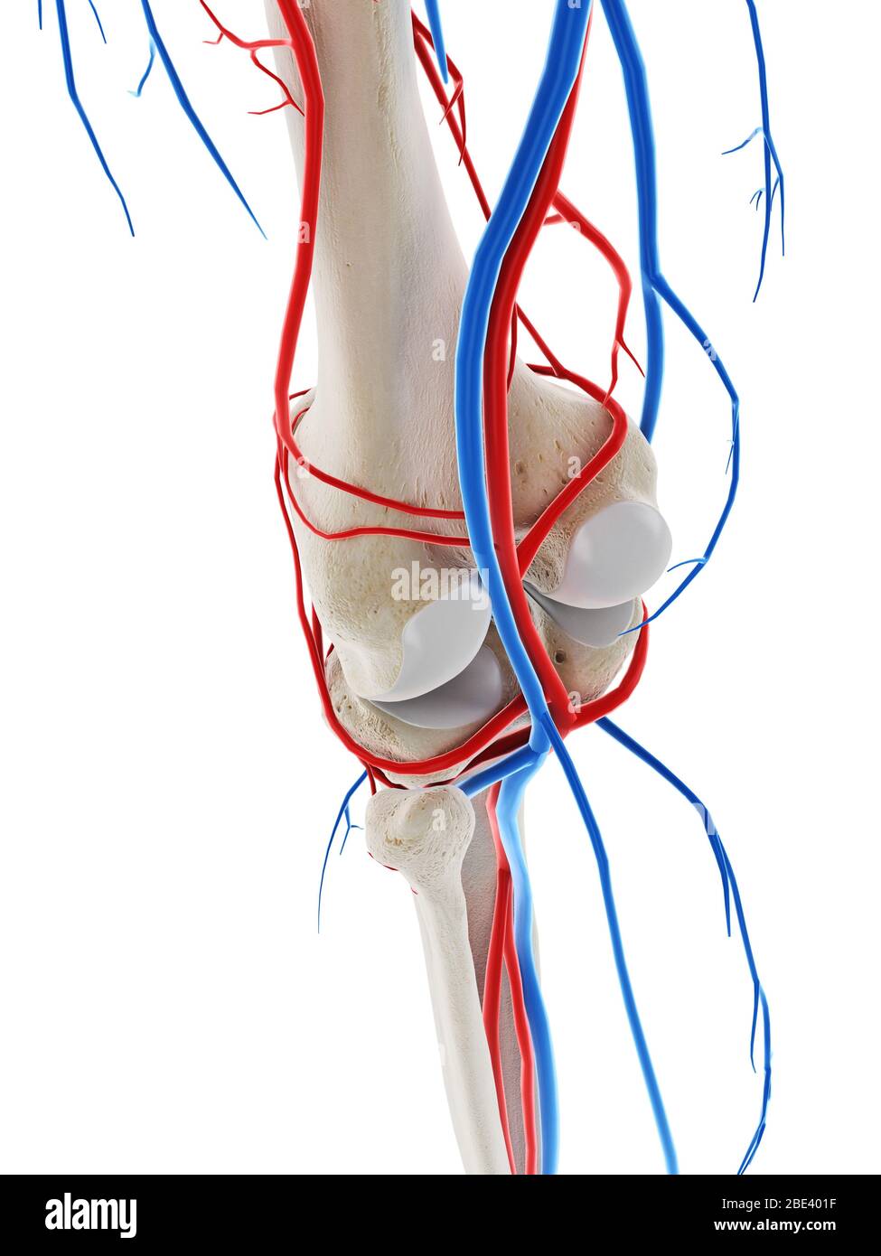 Blood vessels of the knee, illustration Stock Photo - Alamy