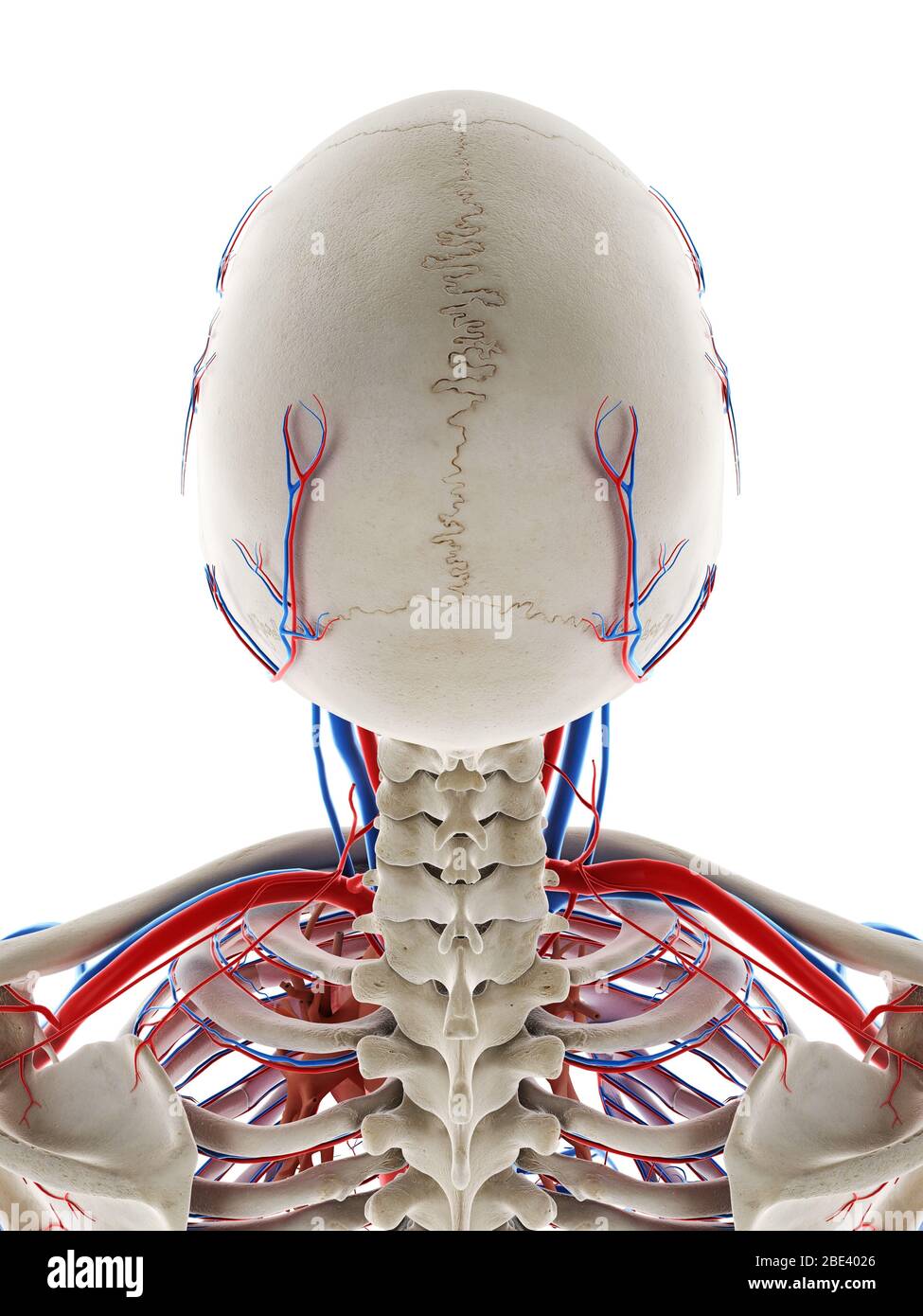 Blood vessels of the head, illustration Stock Photo - Alamy