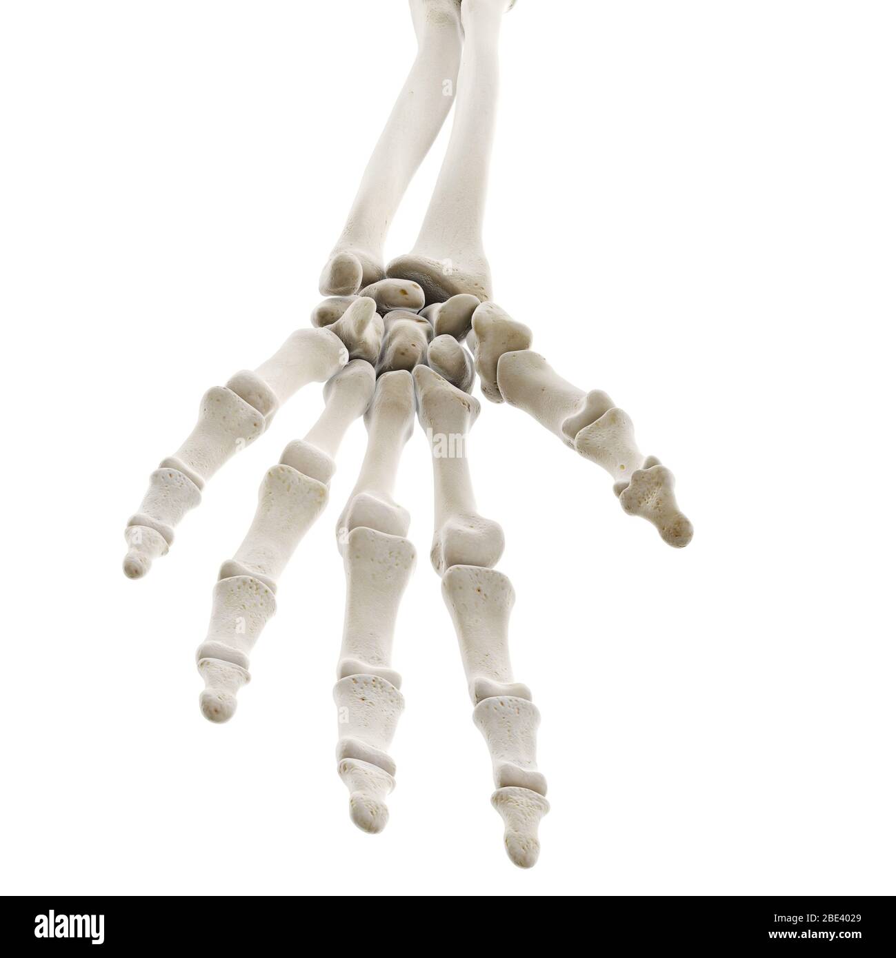 Bones of the hand, illustration Stock Photo - Alamy