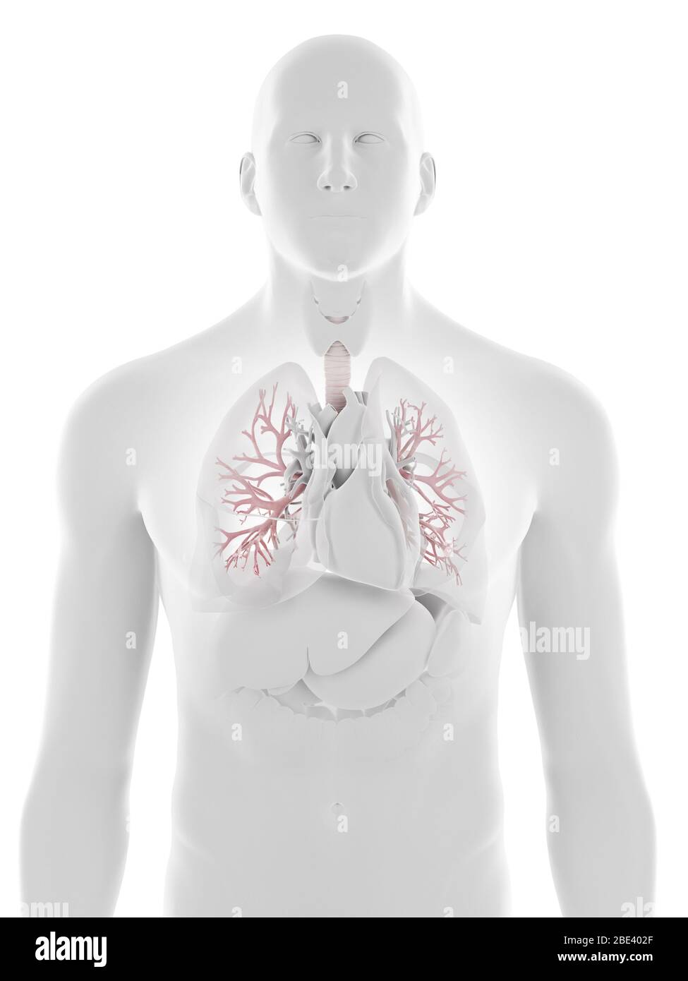 Bronchi High Resolution Stock Photography and Images - Alamy