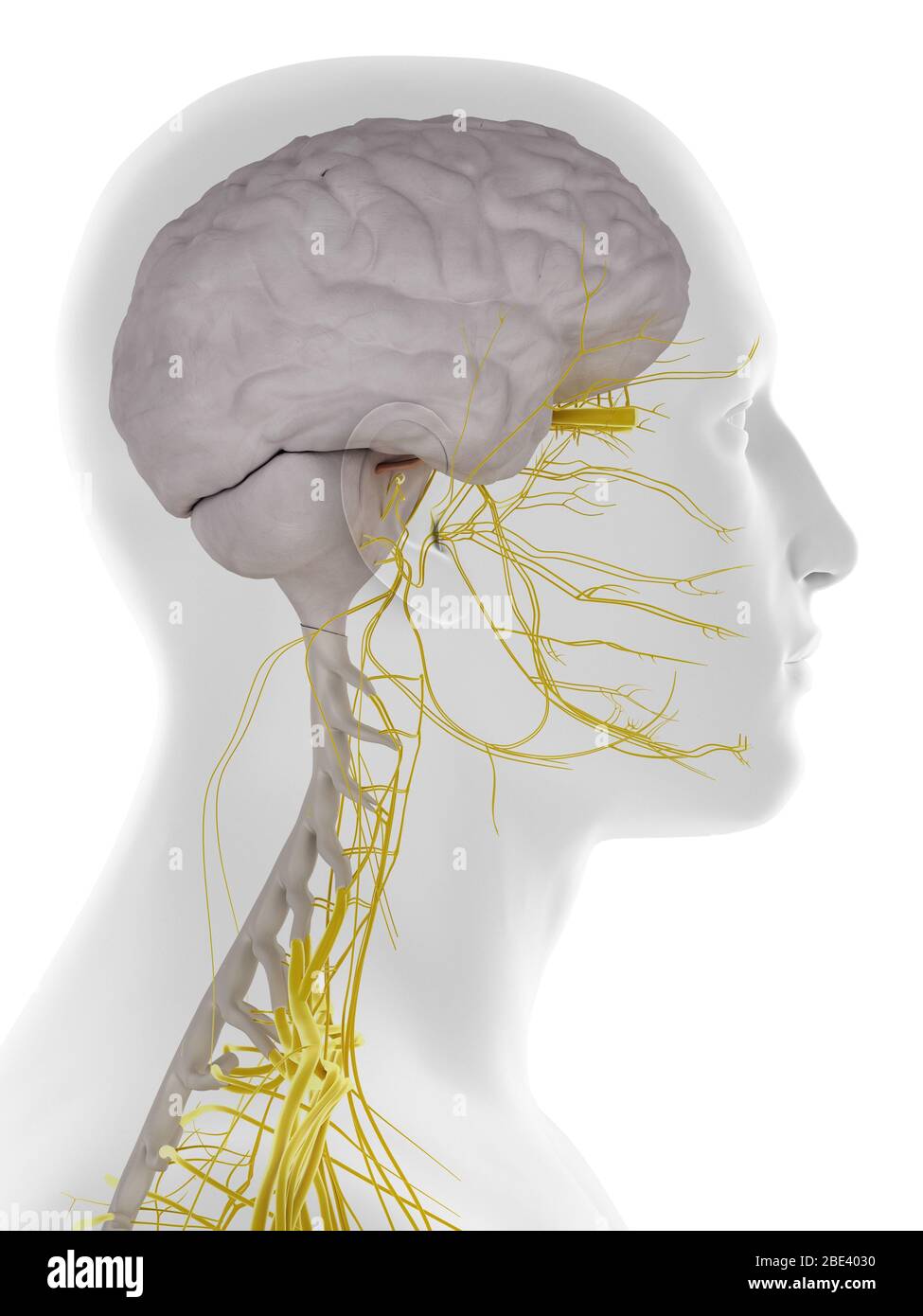 Dura mater of the brain, illustration Stock Photo - Alamy