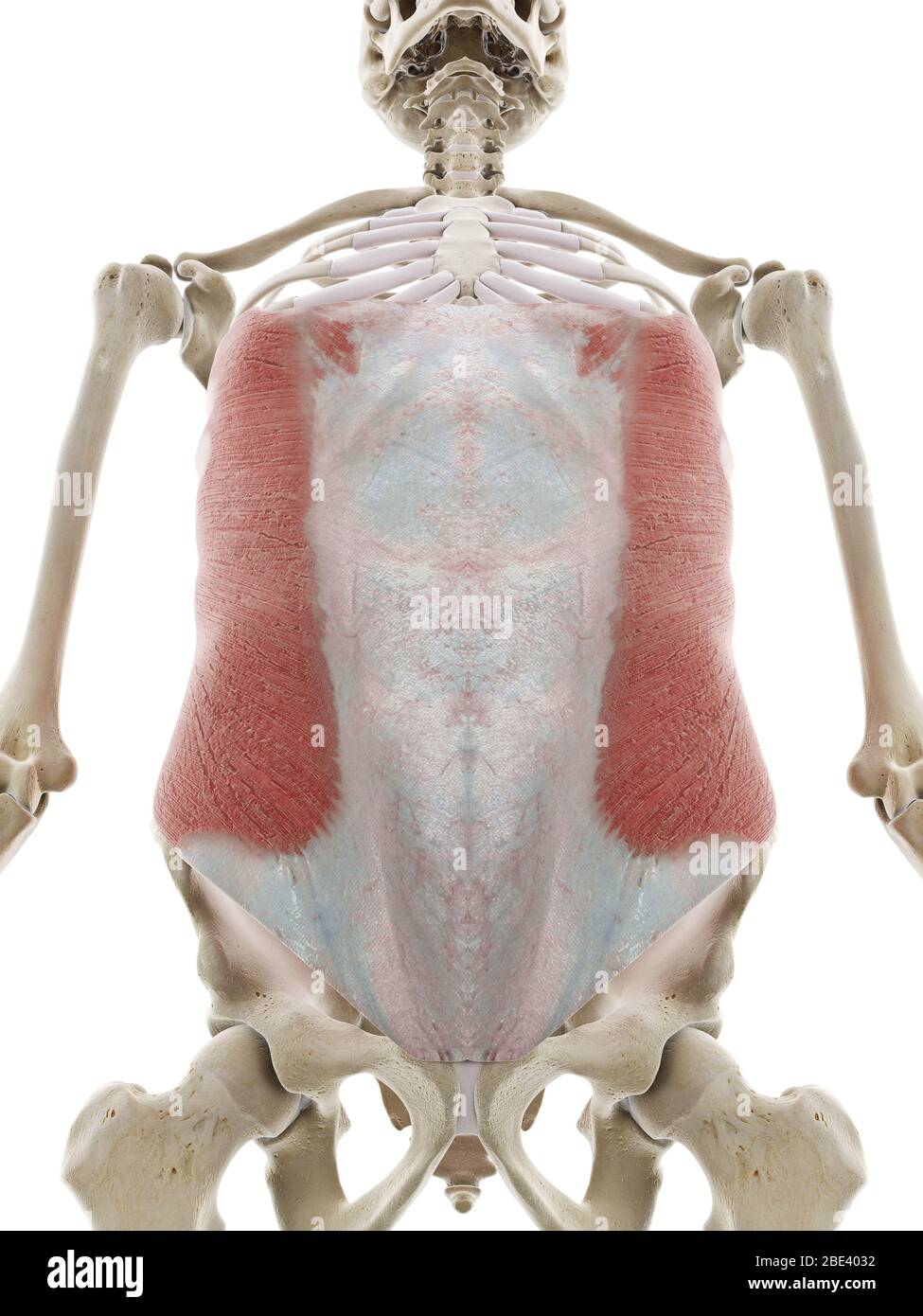 External oblique abdominal muscle, illustration Stock Photo - Alamy