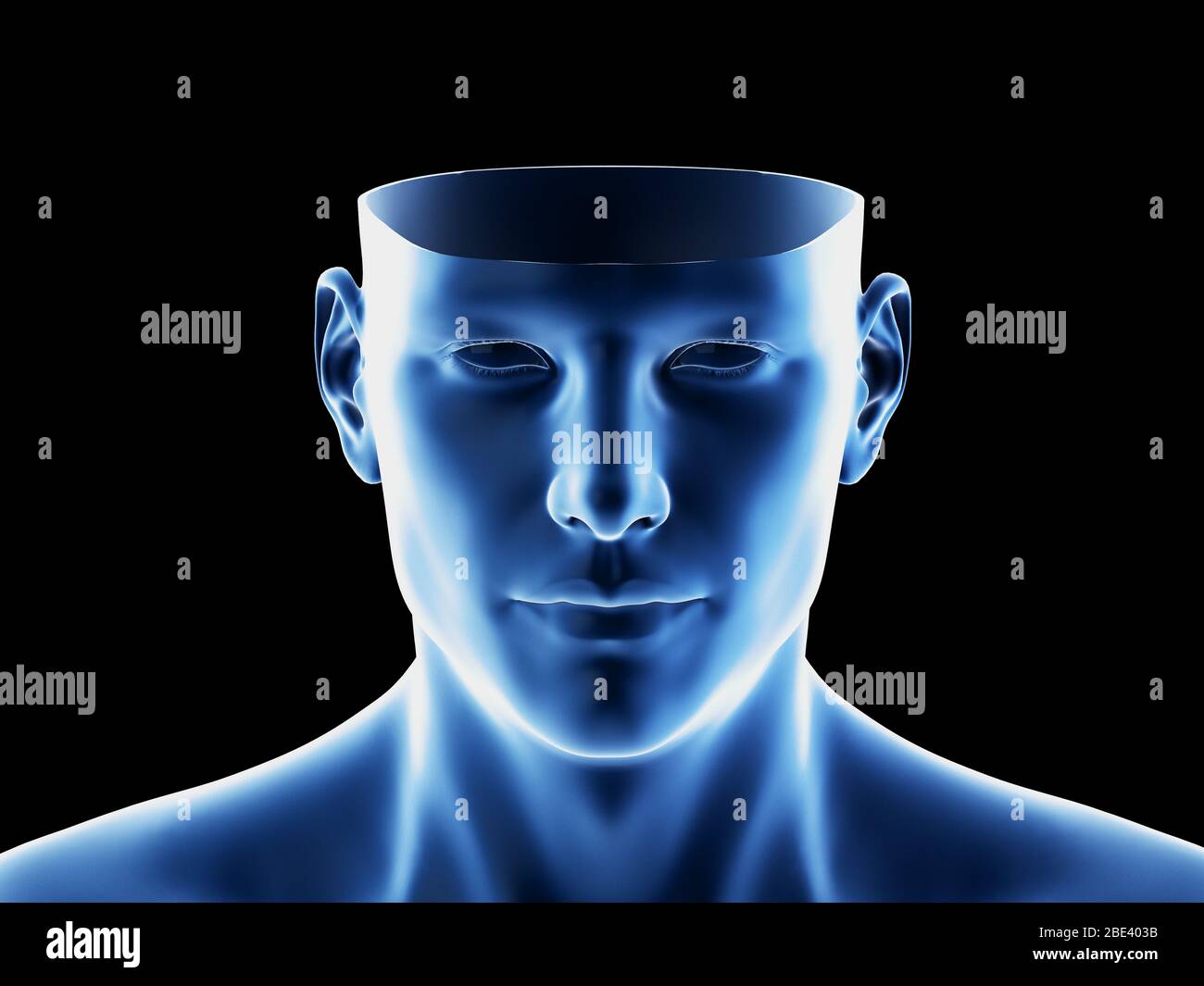 Head anatomy, illustration Stock Photo - Alamy