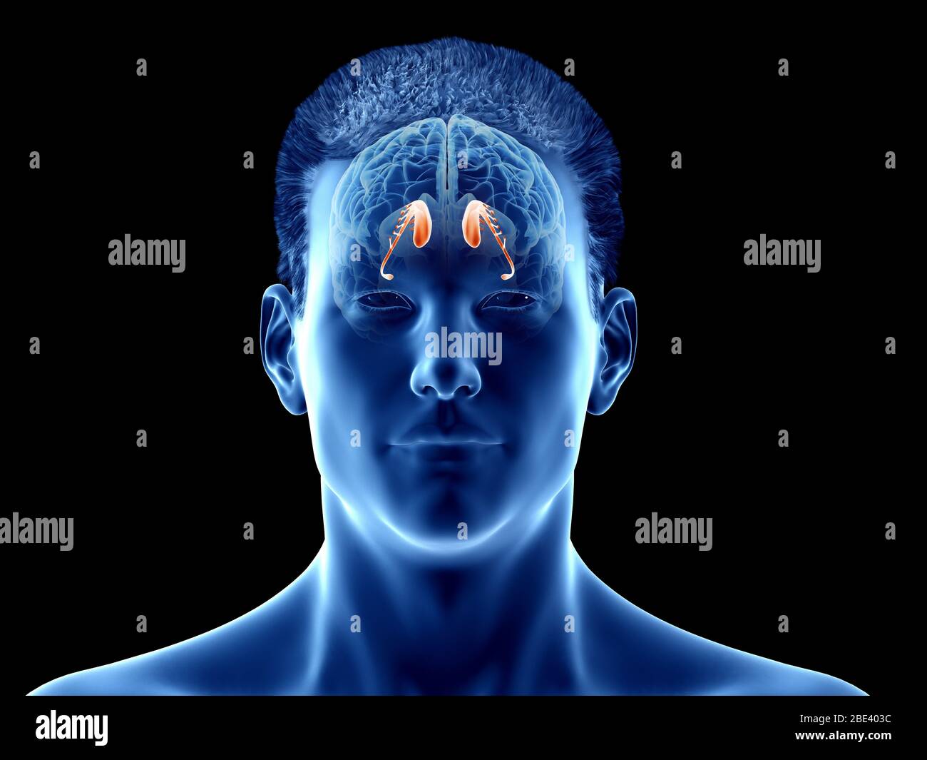 Caudate nucleus of the brain, illustration Stock Photo - Alamy