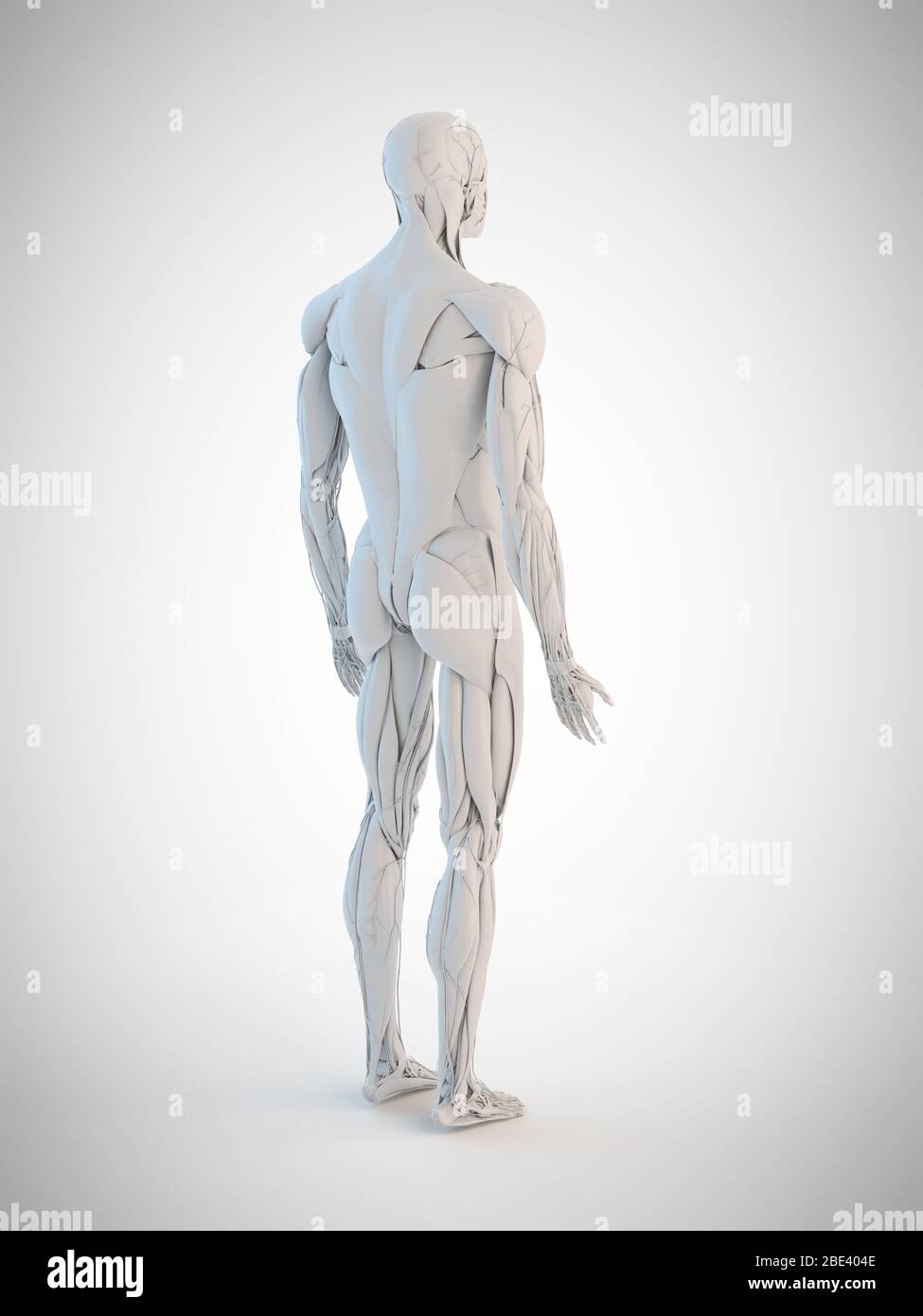 Human anatomy, illustration Stock Photo - Alamy