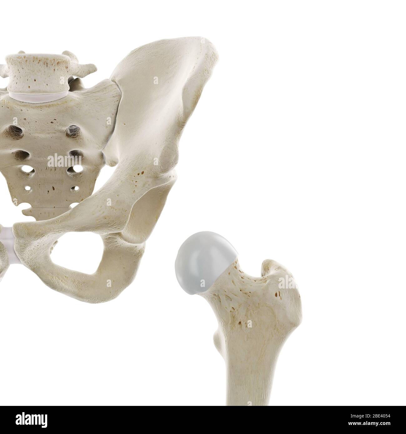 Hip joint, illustration Stock Photo - Alamy