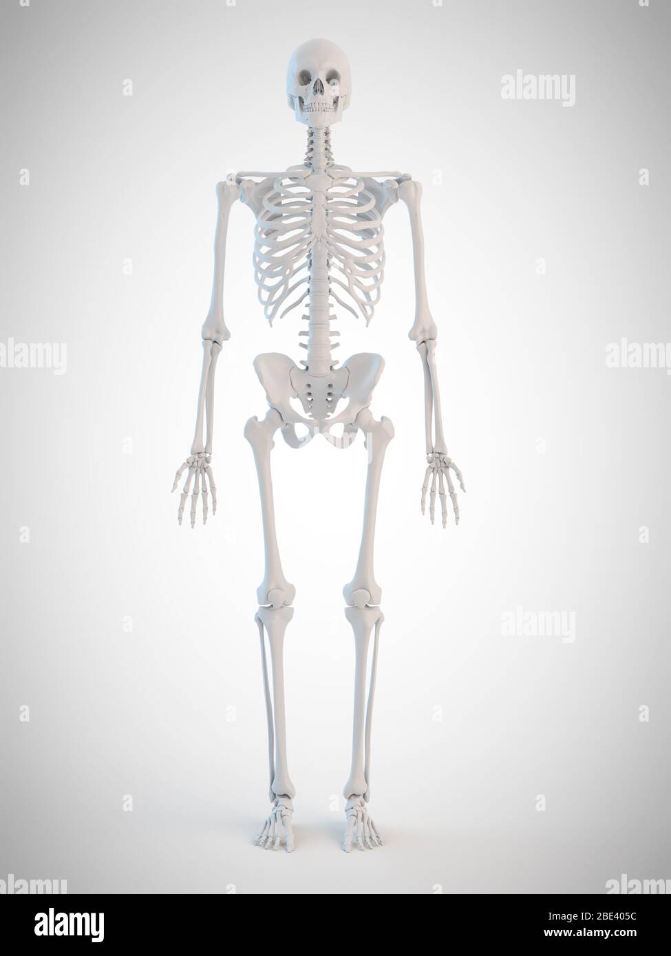 Human skeleton, illustration Stock Photo - Alamy