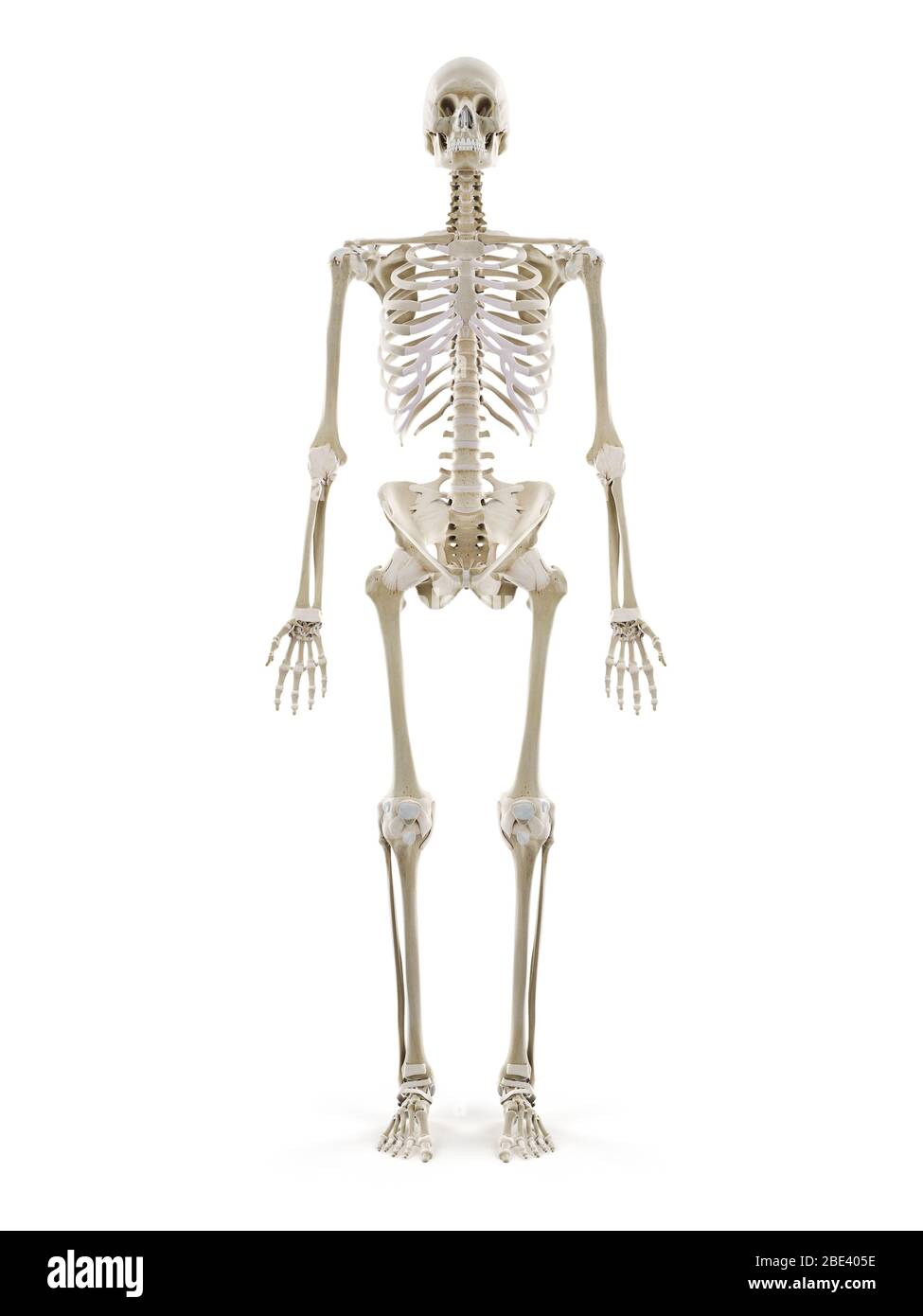 Human skeleton, illustration Stock Photo - Alamy