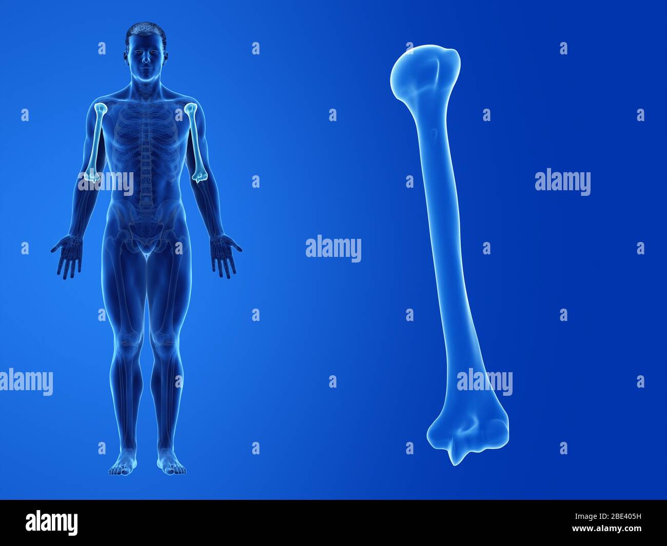 Human humerus, illustration Stock Photo - Alamy