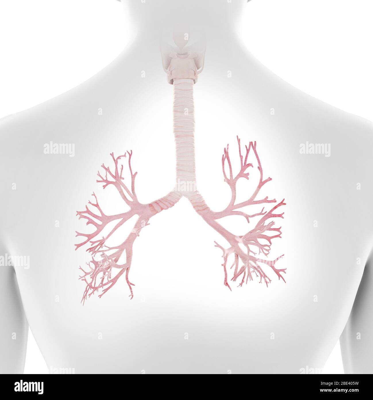 Human bronchi, illustration Stock Photo - Alamy