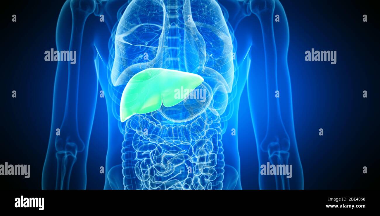 Human liver, illustration Stock Photo - Alamy