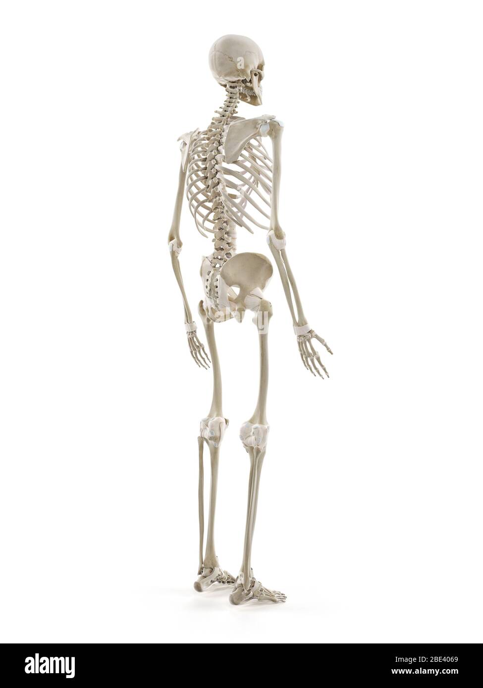 Human skeleton, illustration Stock Photo - Alamy