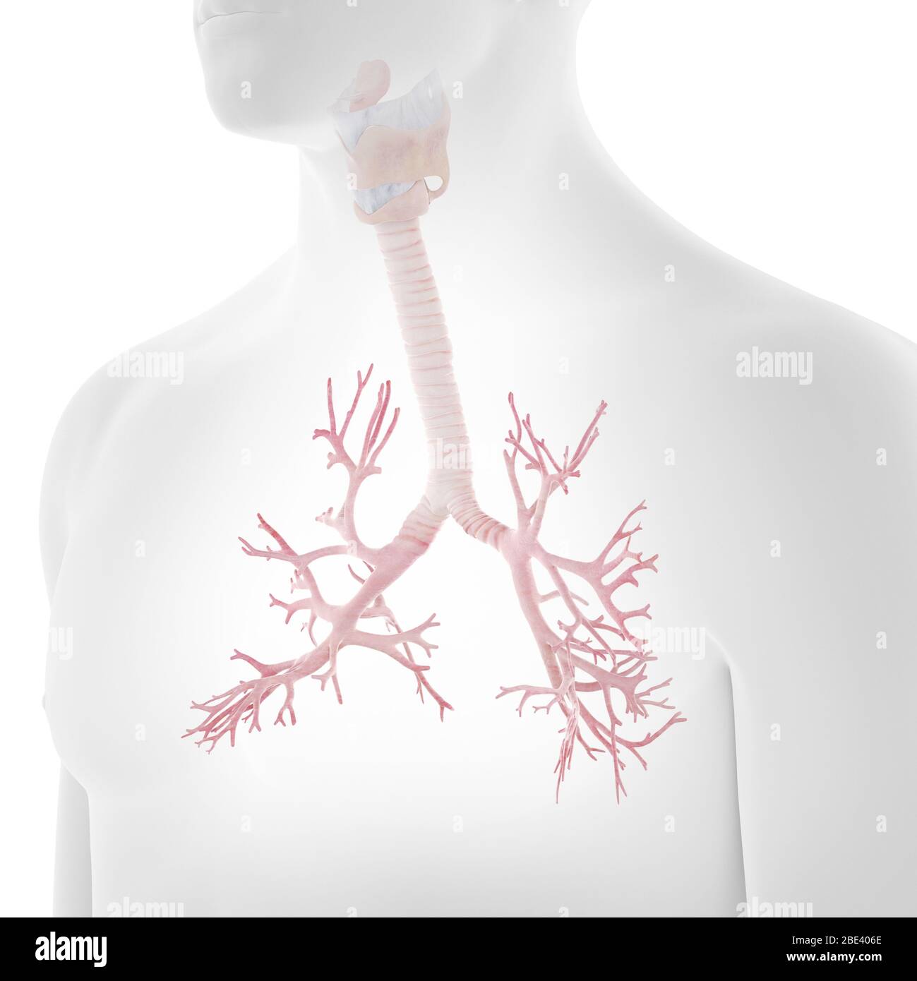 Human bronchi, illustration Stock Photo - Alamy