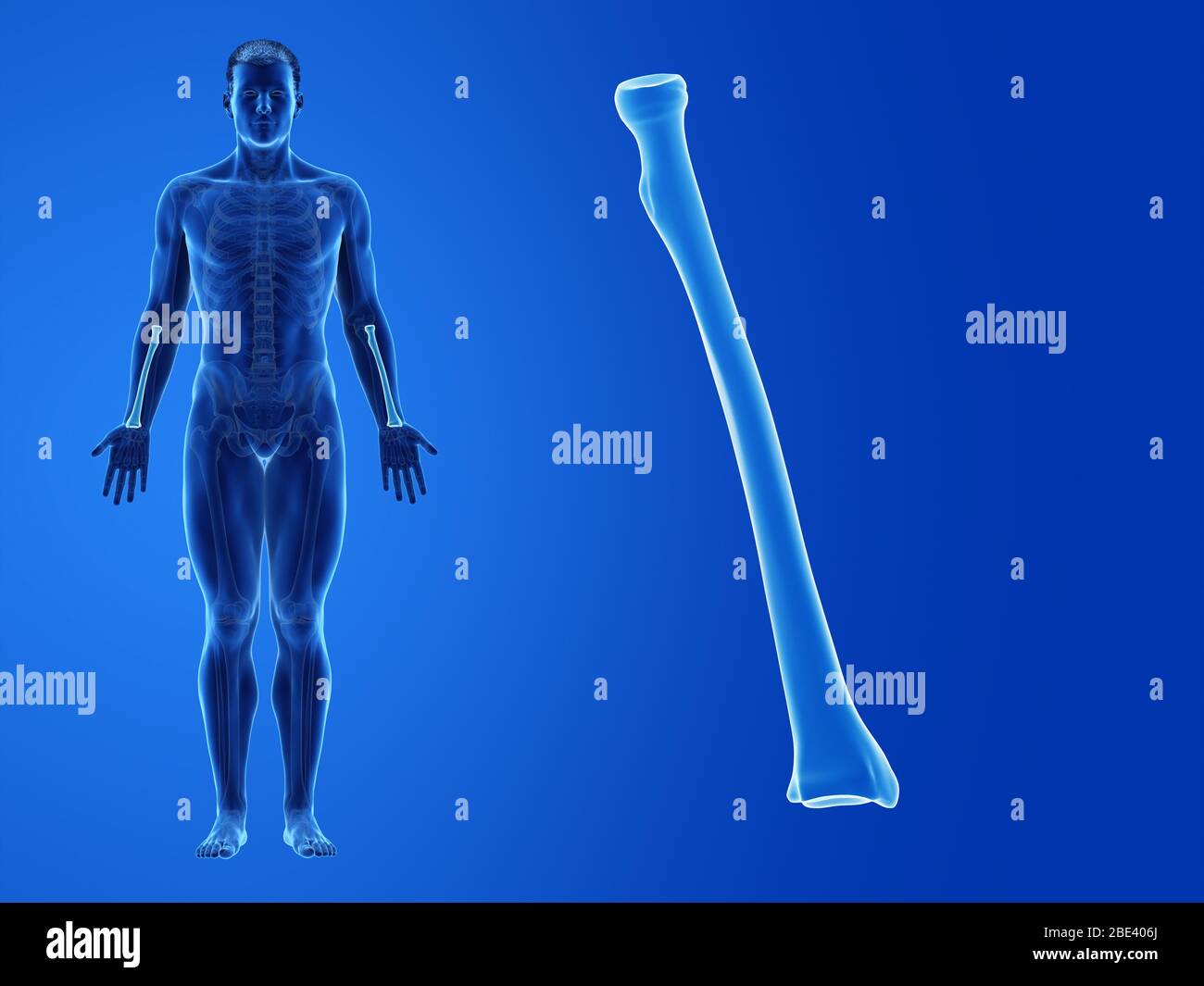 Human radius, illustration Stock Photo - Alamy