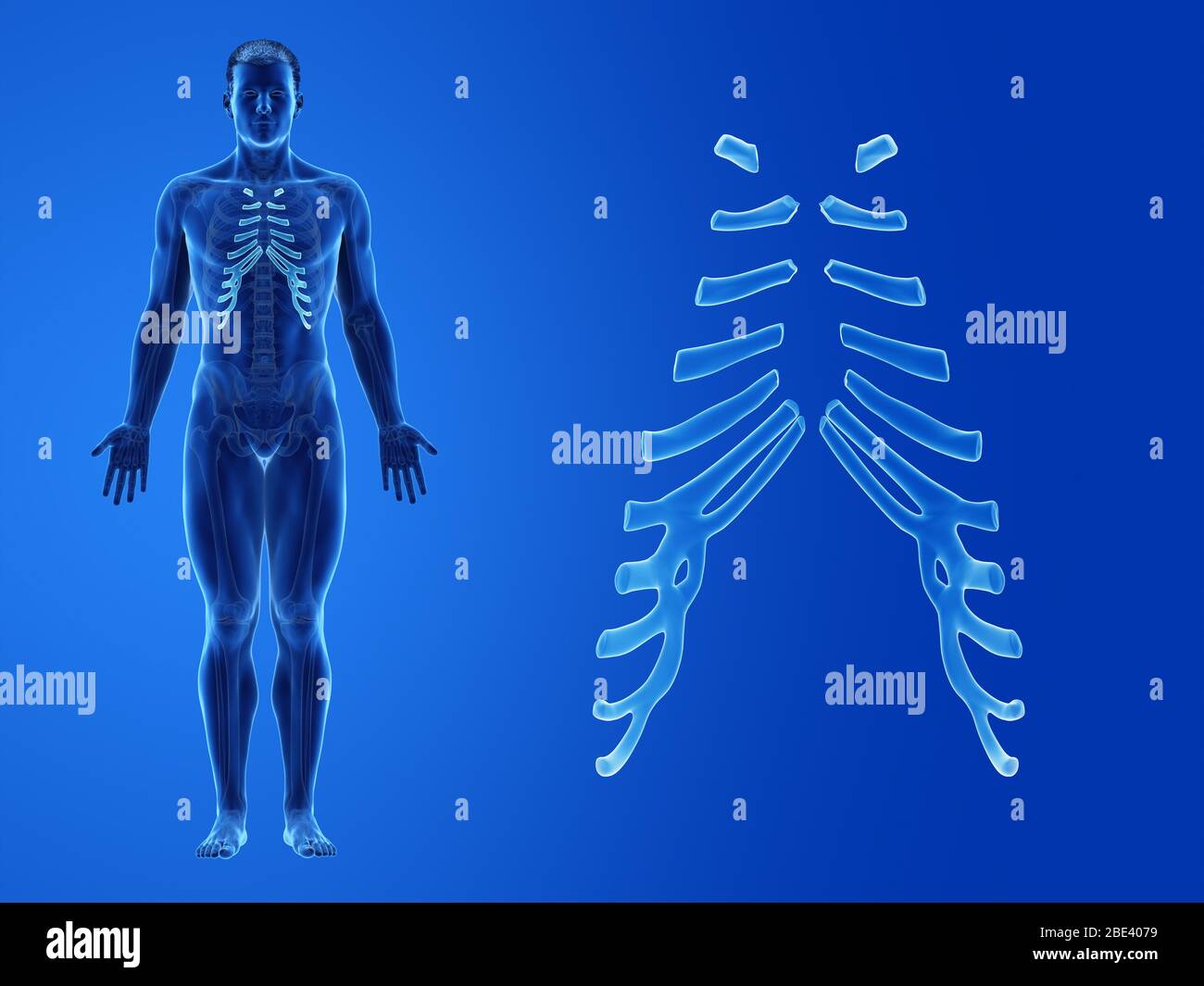 Costal Margin Anatomy