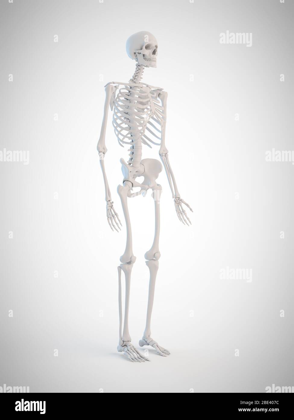 Human skeleton, illustration Stock Photo - Alamy