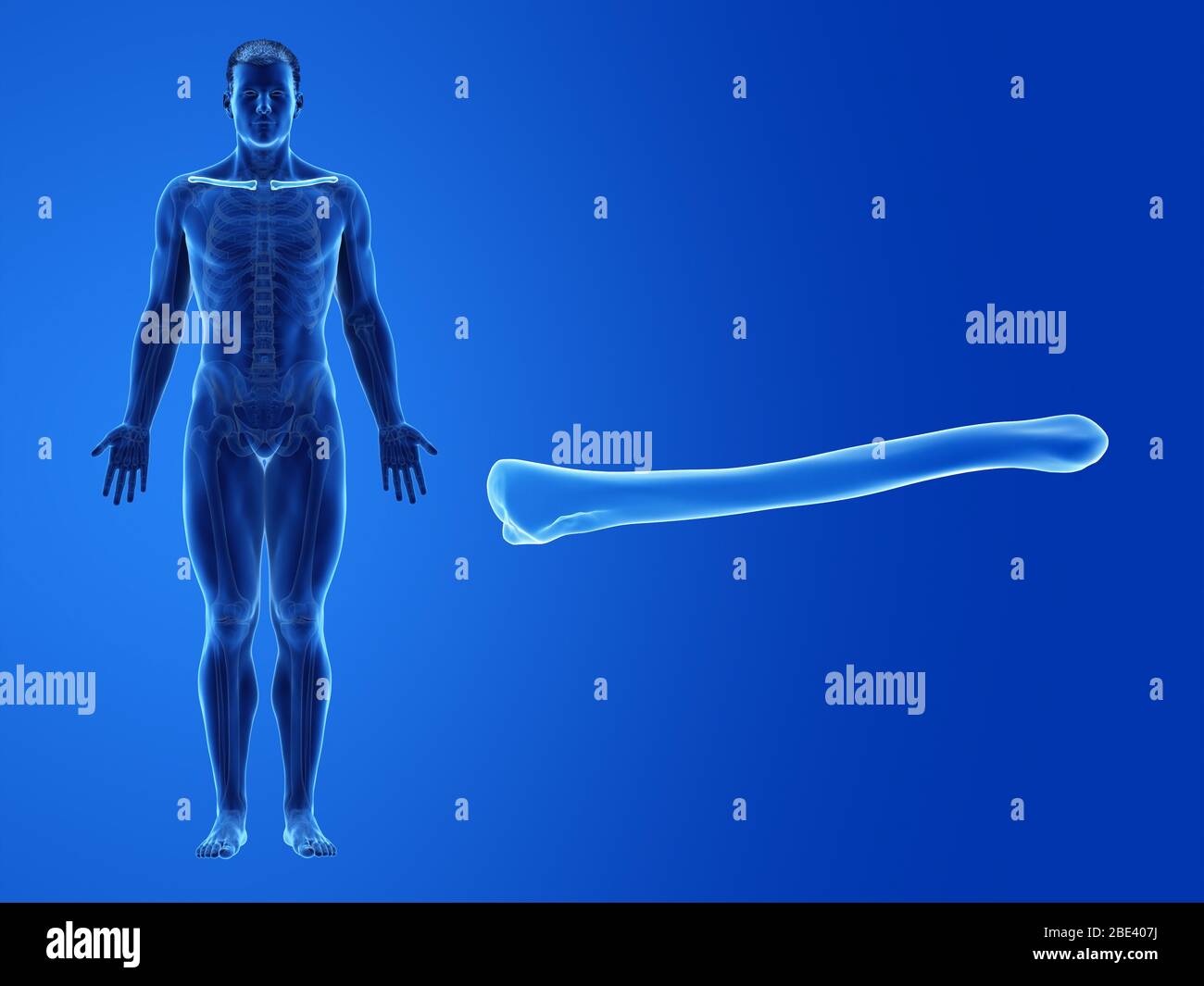 Human clavicle, illustration Stock Photo - Alamy