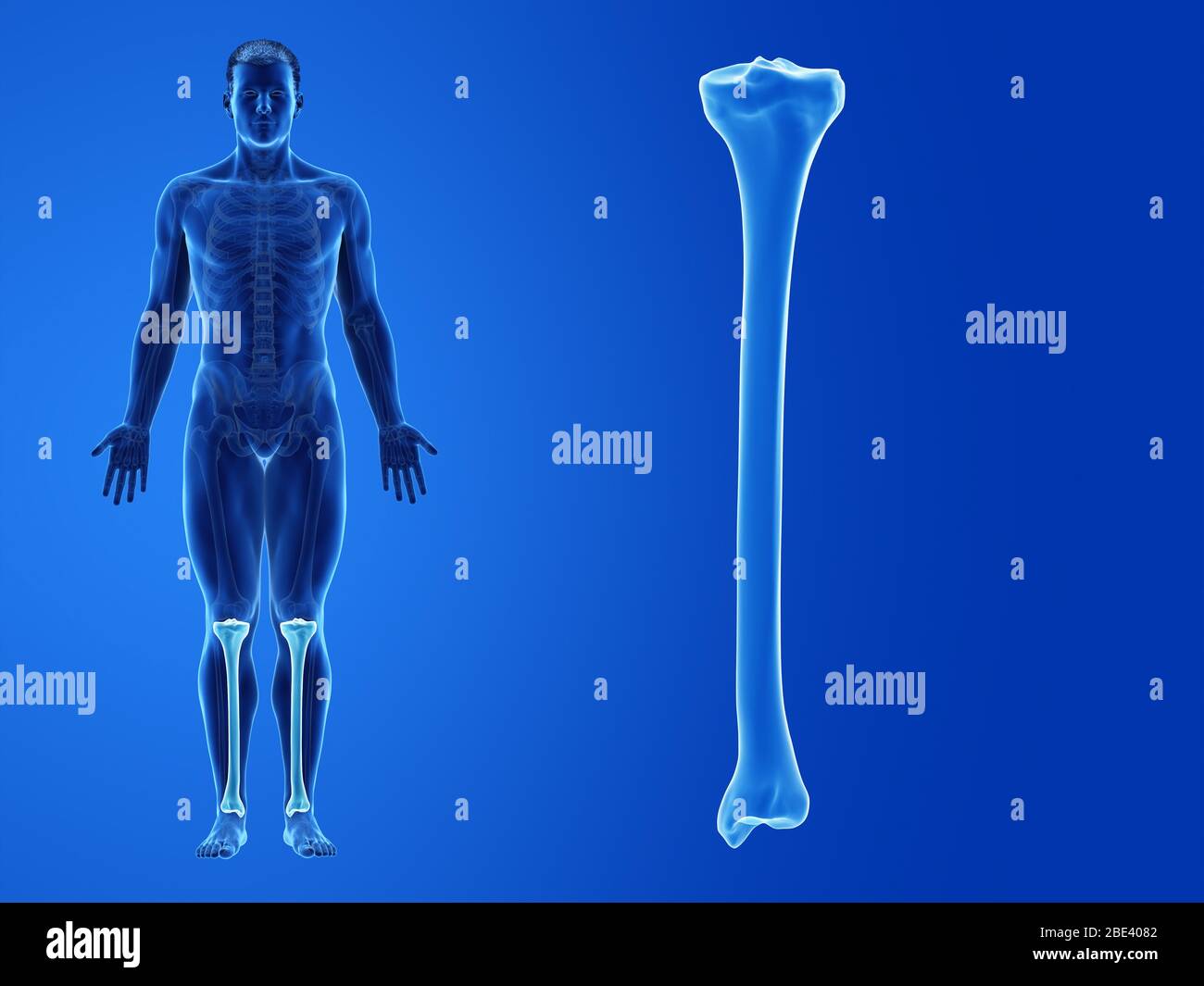 Human tibia, illustration Stock Photo - Alamy