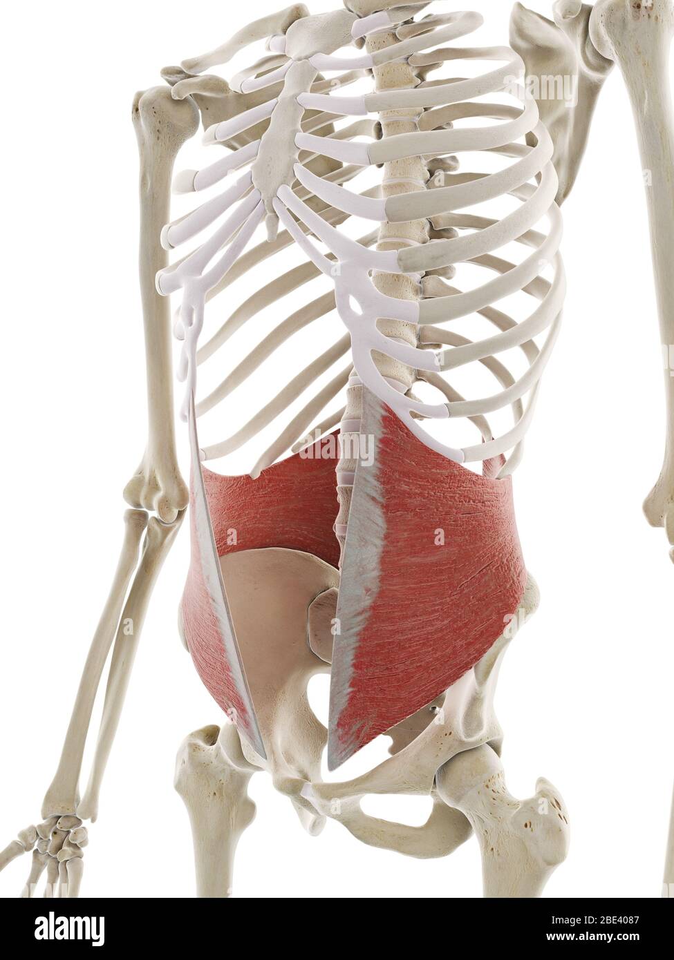 Internal oblique abdominal muscle, illustration Stock Photo - Alamy