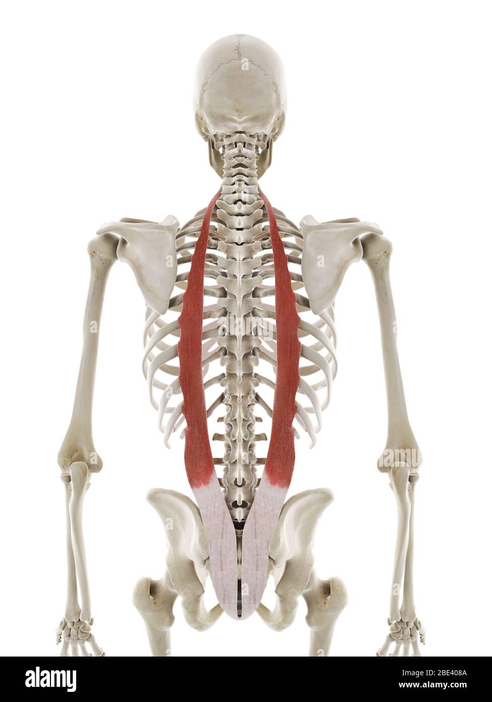 Iliocostalis muscle hi-res stock photography and images - Alamy