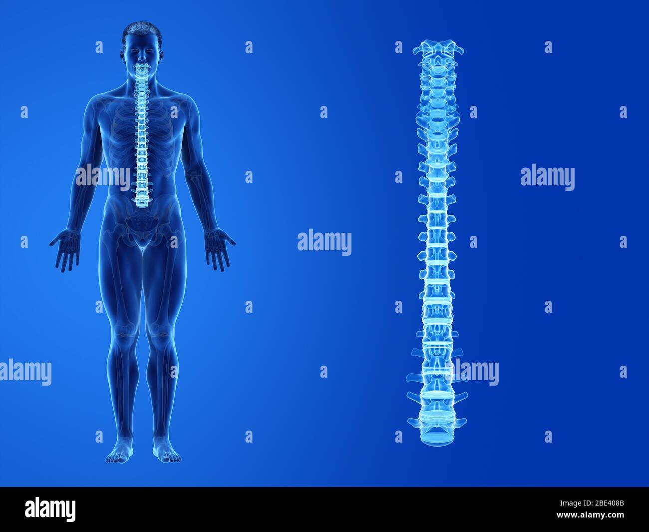 Human spine, illustration Stock Photo - Alamy
